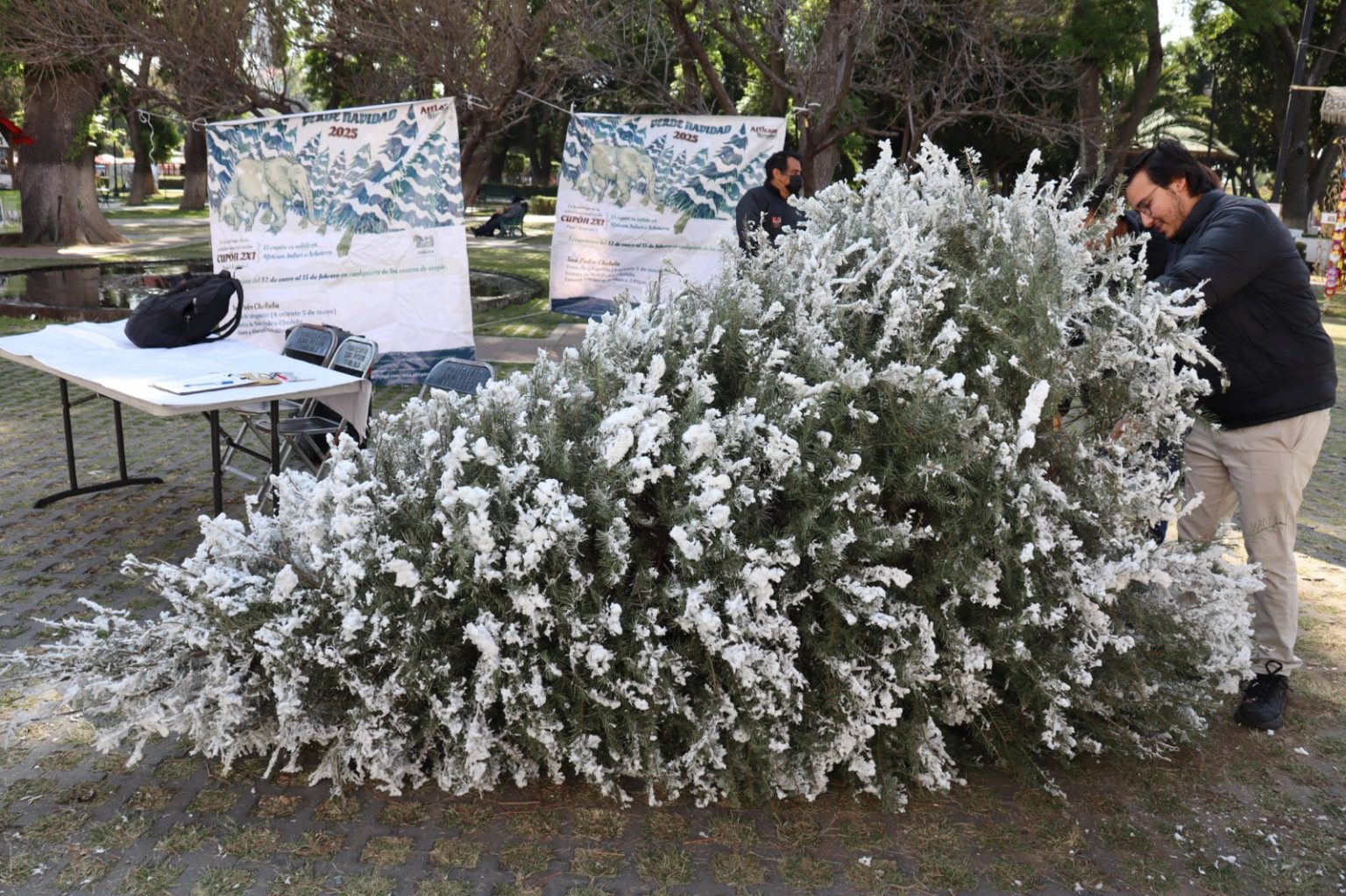 ¡No tires tu árbol! San Pedro Cholula lo canjea por pases para Africam ...